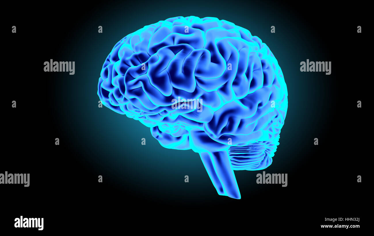 Human brain 3D render Stock Photo - Alamy