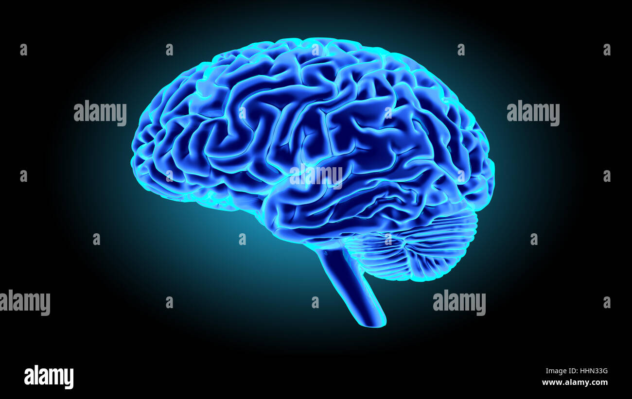 Human brain 3D render Stock Photo - Alamy