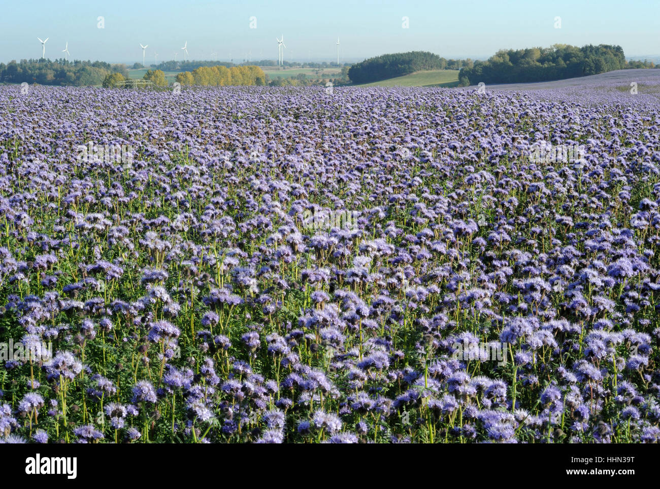 flower, plant, agriculture, farming, species, flower, plant ...