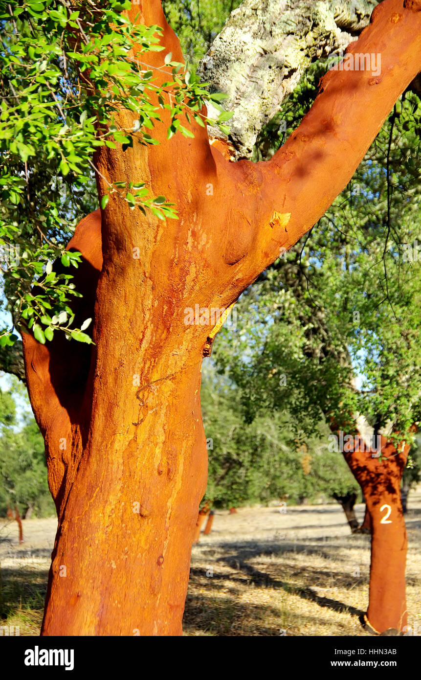 tree, trees, spain, portugal, cork, rural, peasant, trunk, leaf, detail ...