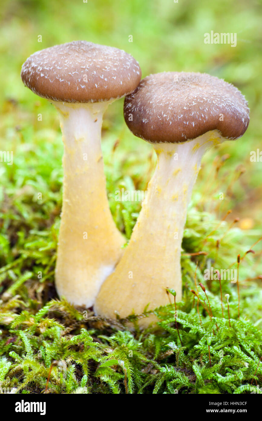 Hallimasche hi-res stock photography and images - Alamy