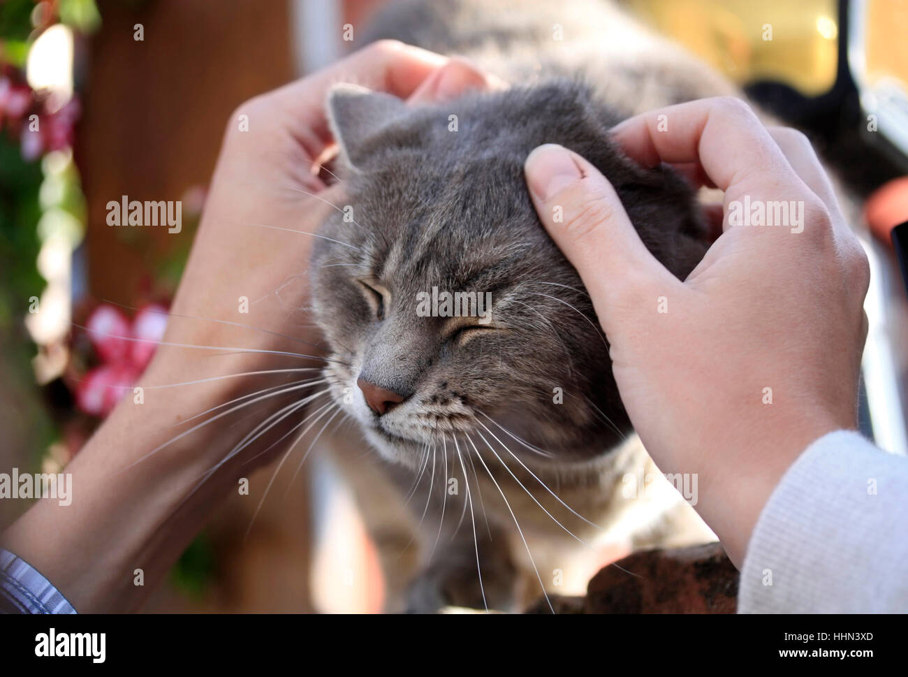 Cat head bump hi-res stock photography and images - Alamy