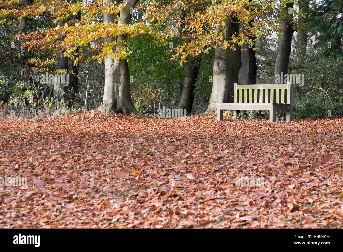 Autumn leaves and park bench Stock Photo - Alamy