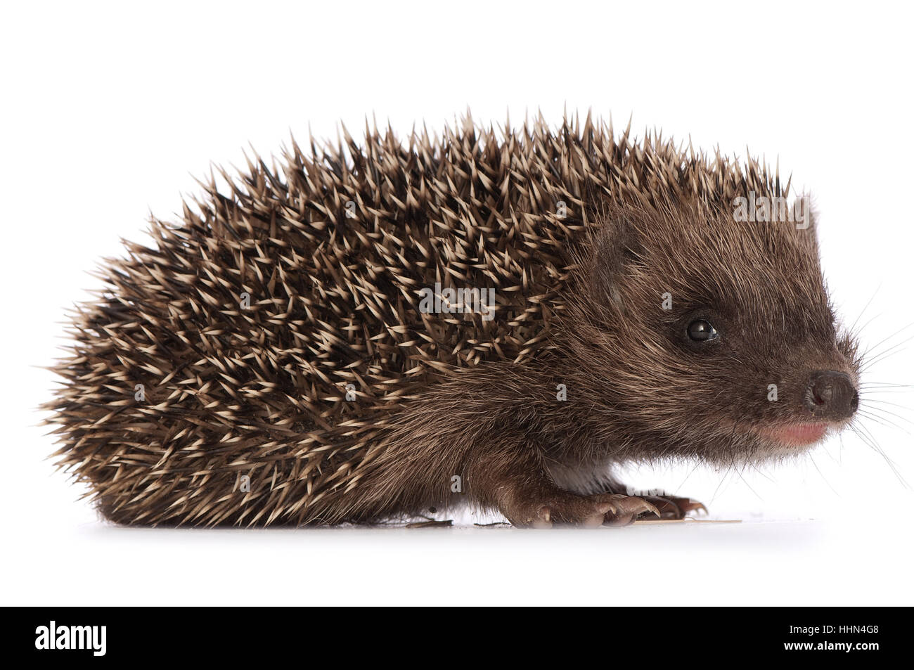 animal, mammal, wild, pets, rodent, fur, hairy, small, tiny, little ...