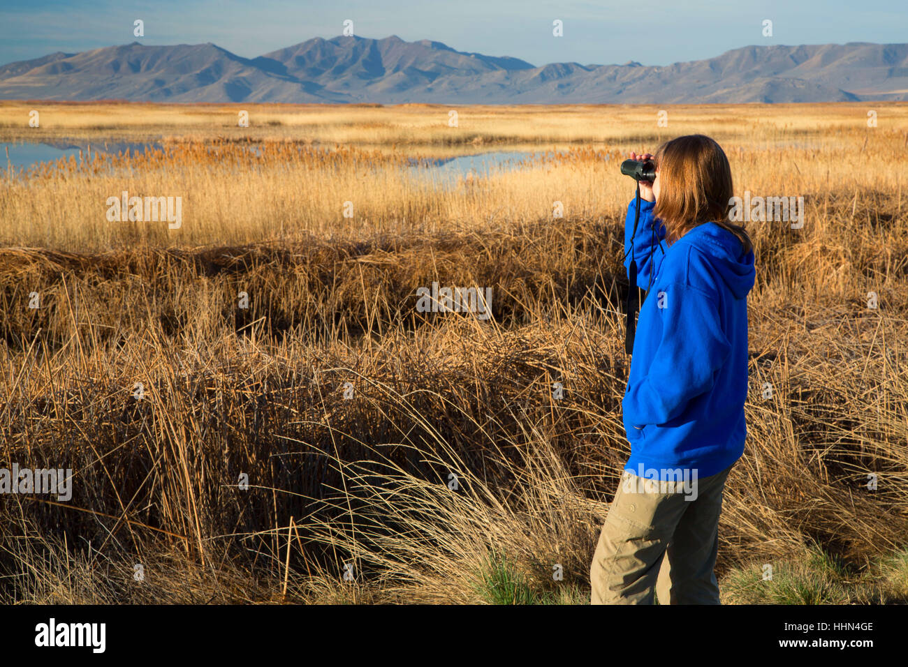 Utah birding hi-res stock photography and images - Alamy