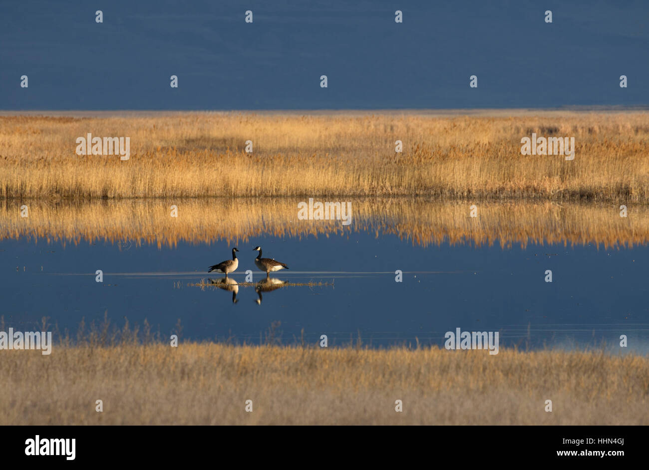 Canada geese, Bear River Migratory Bird Refuge, Utah Stock Photo - Alamy