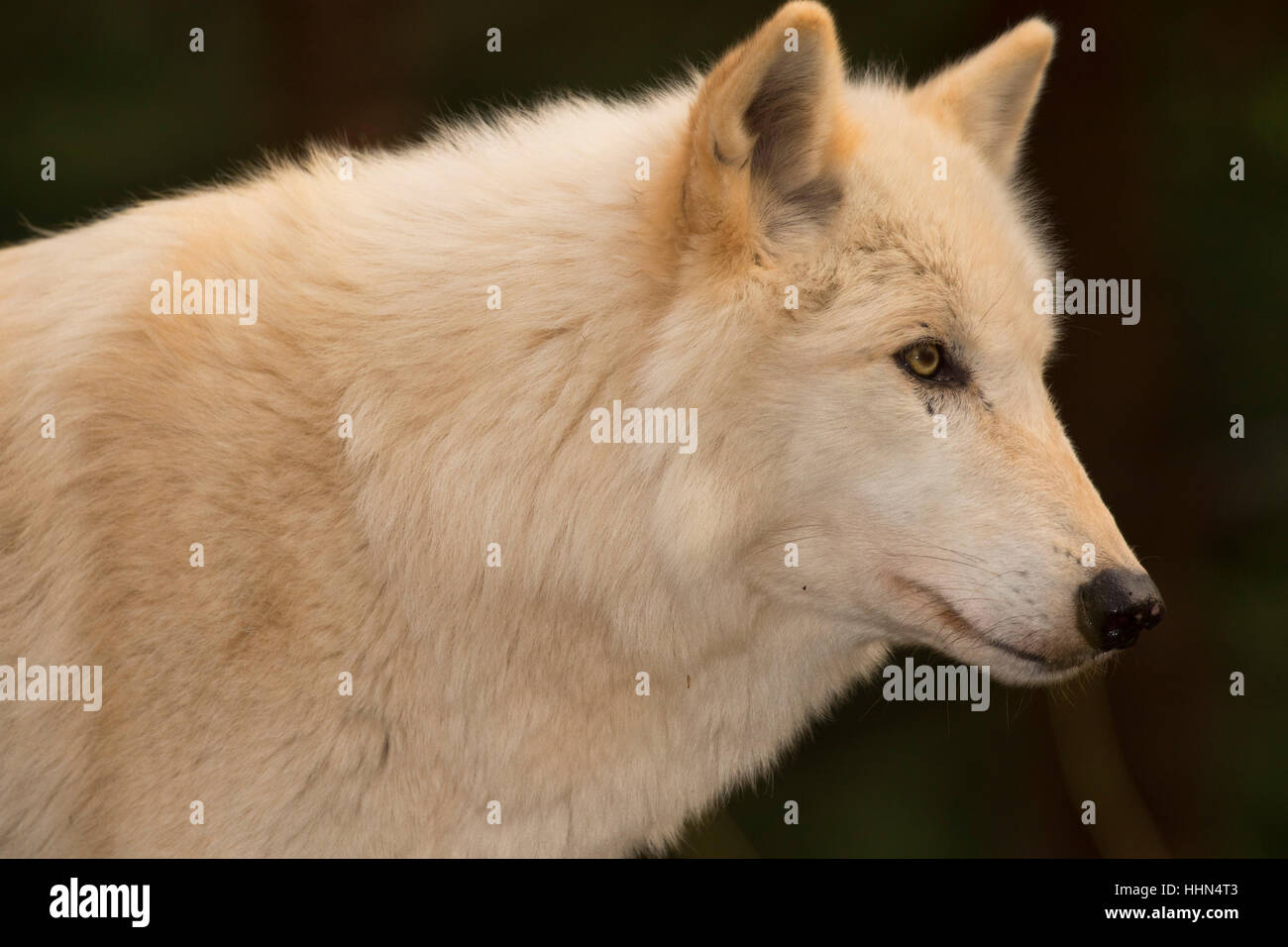 Timber wolf, Woodland Park Zoo, Seattle, Washington Stock Photo - Alamy