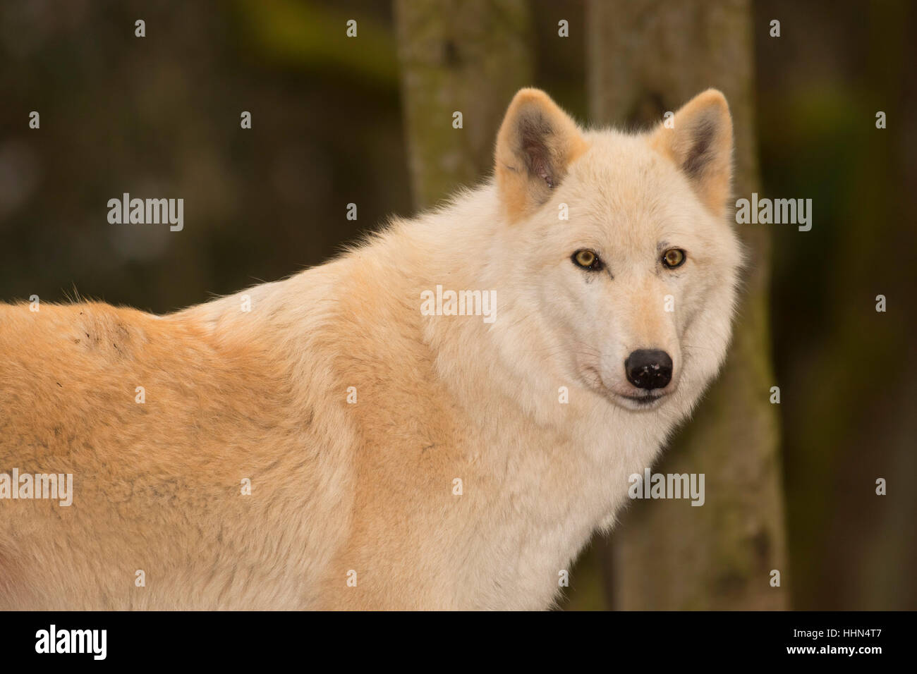 Timber wolf, Woodland Park Zoo, Seattle, Washington Stock Photo - Alamy