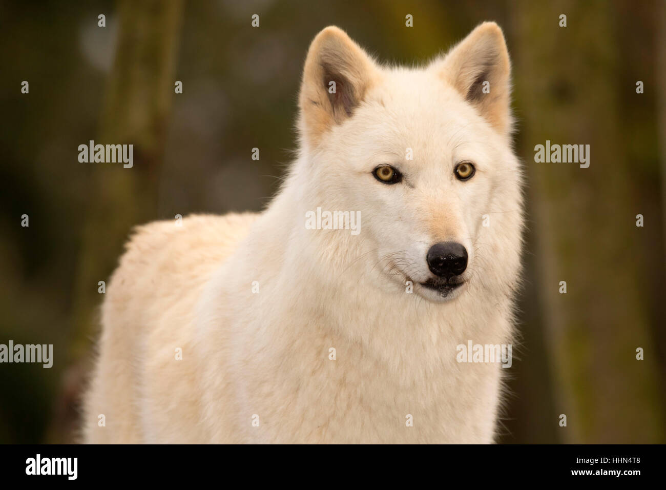 Seattle Zoo High Resolution Stock Photography and Images - Alamy