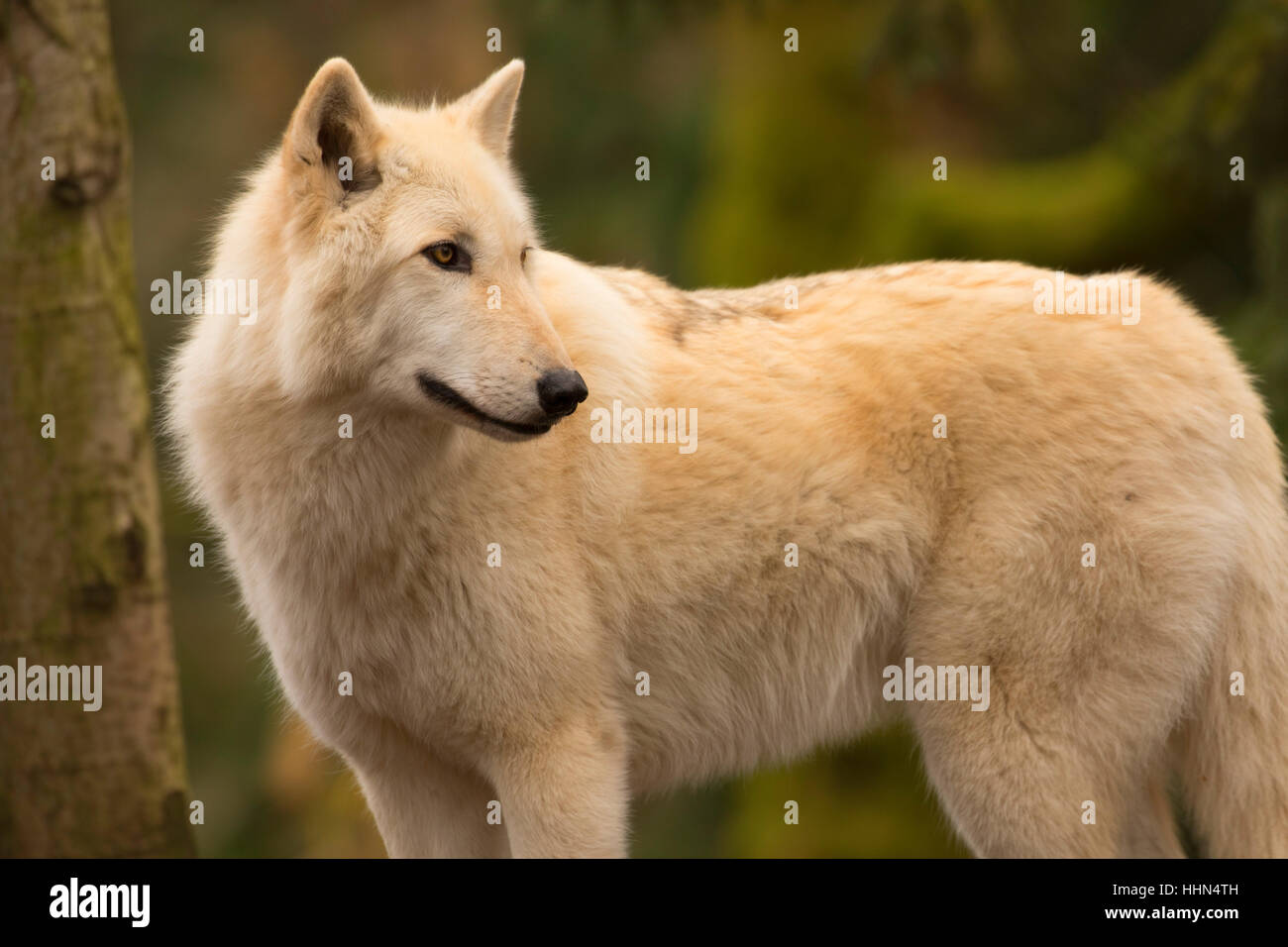 Seattle zoo hi-res stock photography and images - Alamy