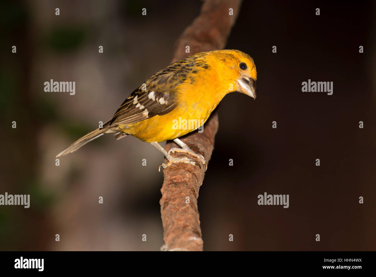 Golden-bellied grosbeak (Pheucticus chrysogaster), Woodland Park Zoo ...