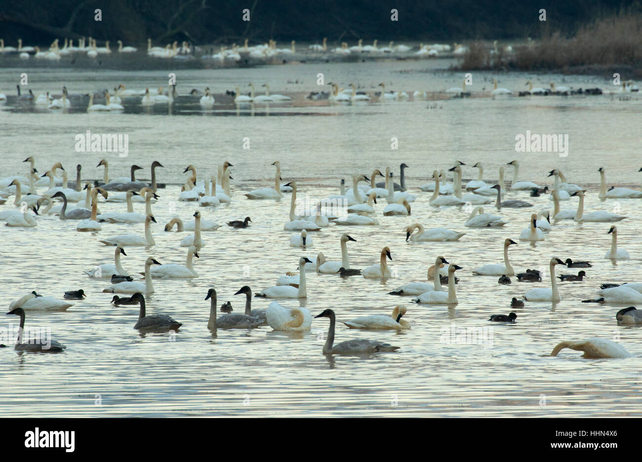 Trumpeter swans, Debay Slough Unit, Skagit Wildlife Area, Washington ...