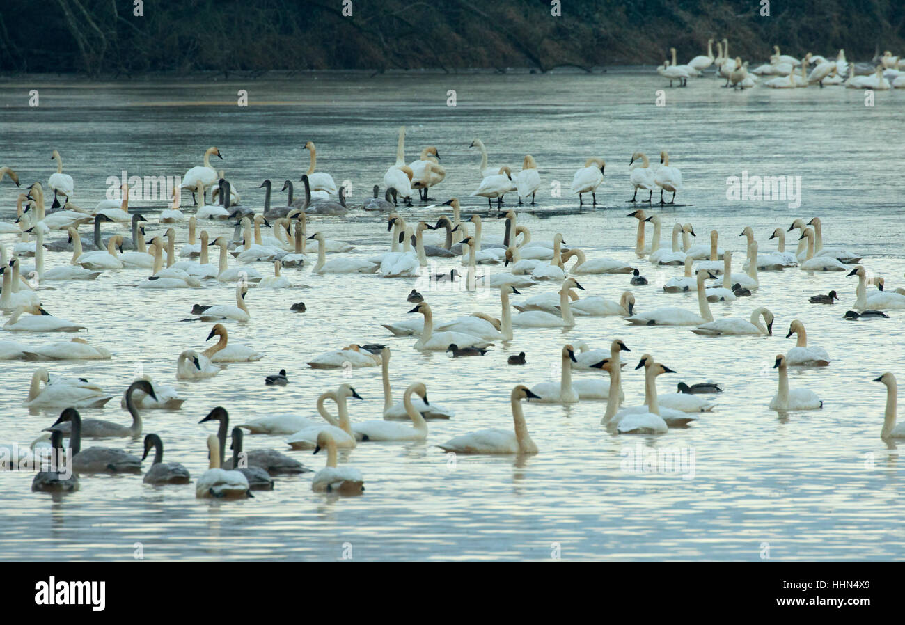 Trumpeter swans, Debay Slough Unit, Skagit Wildlife Area, Washington ...
