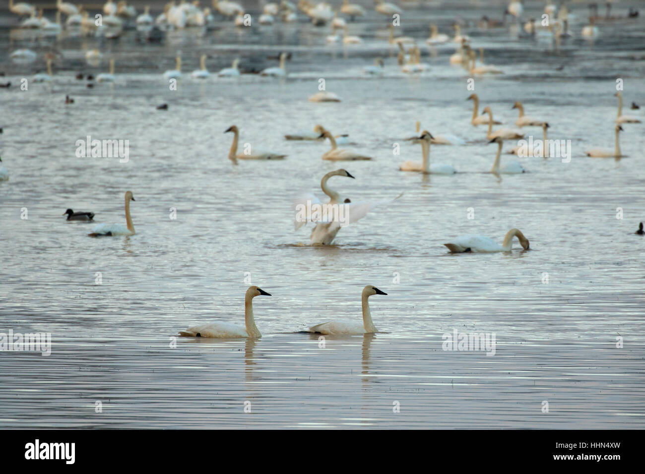 Trumpeter swans, Debay Slough Unit, Skagit Wildlife Area, Washington ...