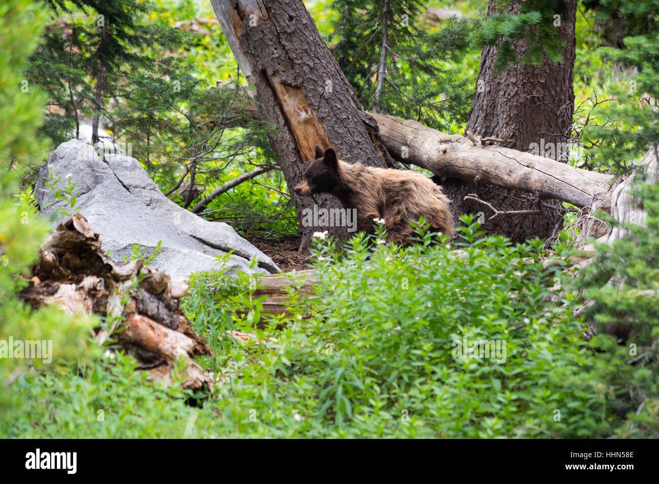 Grove park cascade hi-res stock photography and images - Alamy