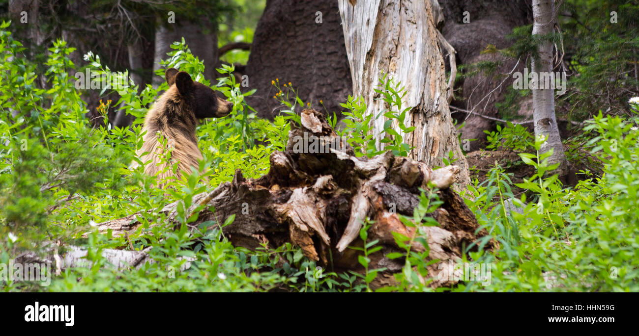 Grove park cascade hi-res stock photography and images - Alamy
