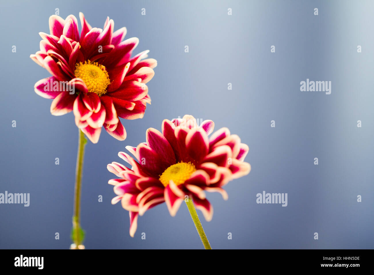Two red flowers Stock Photo - Alamy