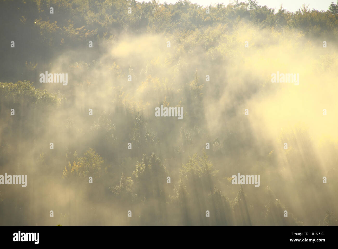 fog, season, mountain, forest, leaves, foliage, weather, fall, autumn ...