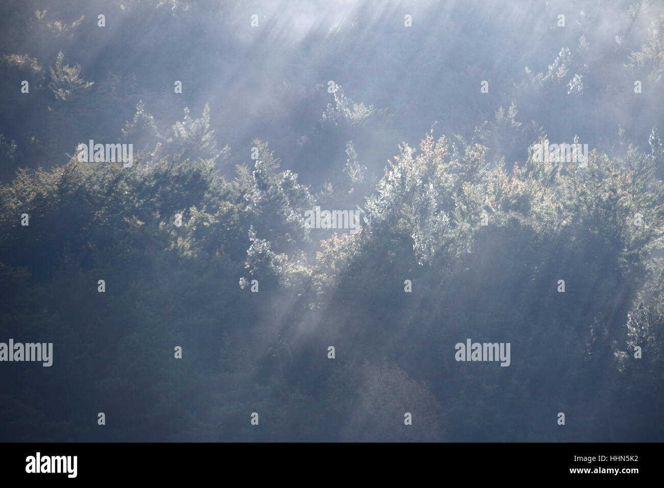 fog, season, mountain, forest, leaves, foliage, weather, fall, autumn ...