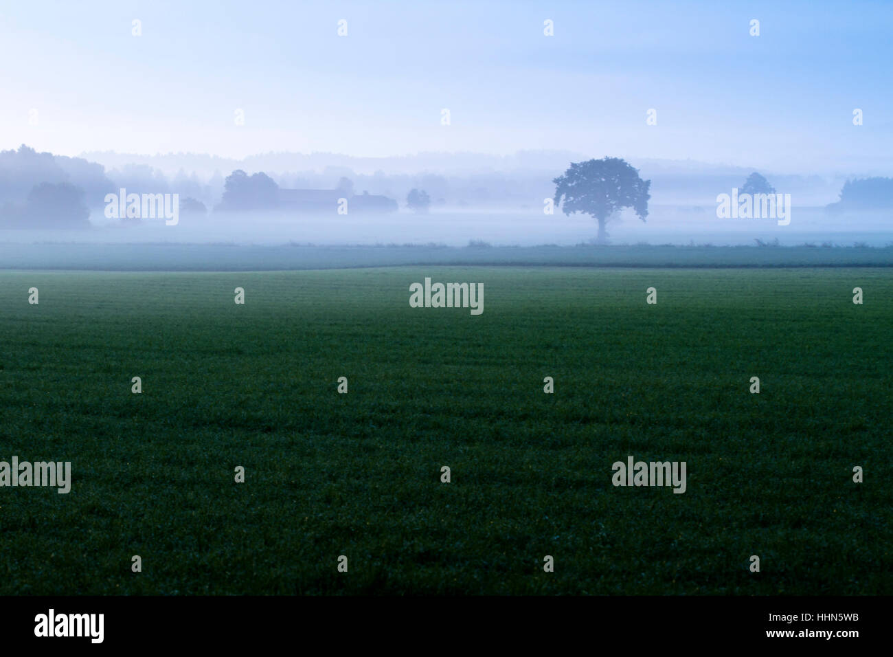 environment, enviroment, tree, trees, horizon, green, agriculture ...