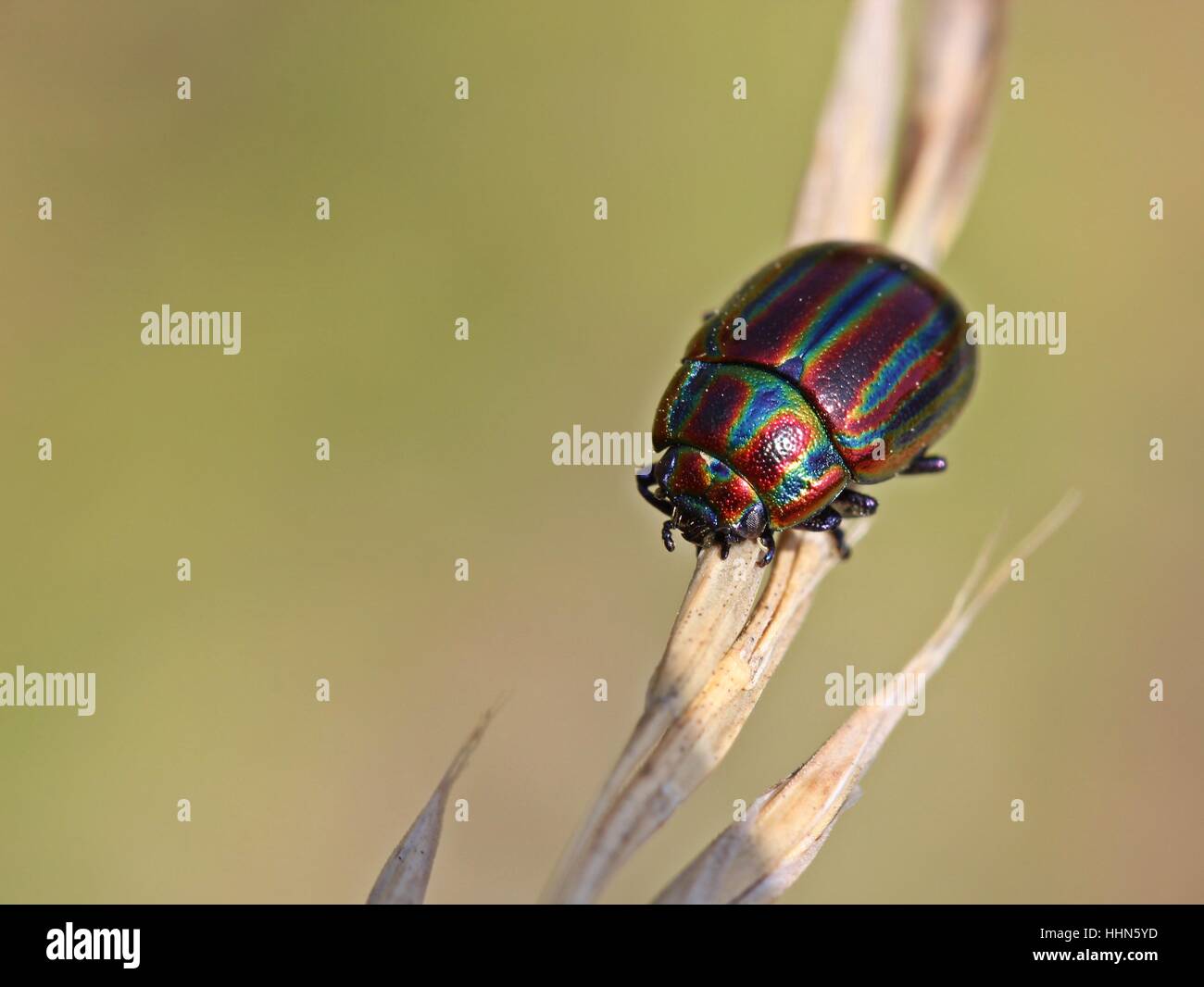 coloured, colourful, gorgeous, multifarious, richly coloured, beetle ...