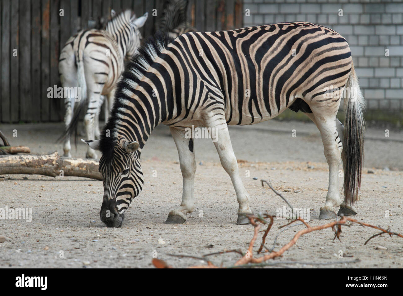 striated, zebra, wild animal, detail, relaxation, animal, mammal ...