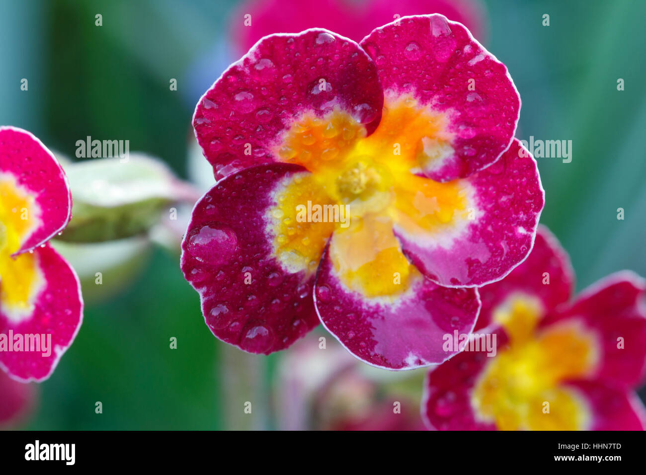 Pink primrose flowers with dew drops in the garden close up Stock Photo ...