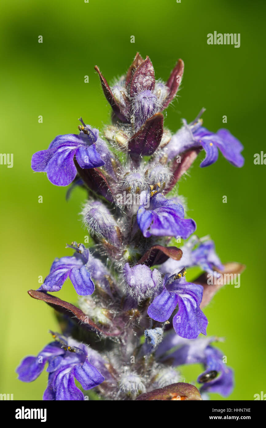 Ajuga plant with blue flowers close up outdoors. vertical Stock Photo ...