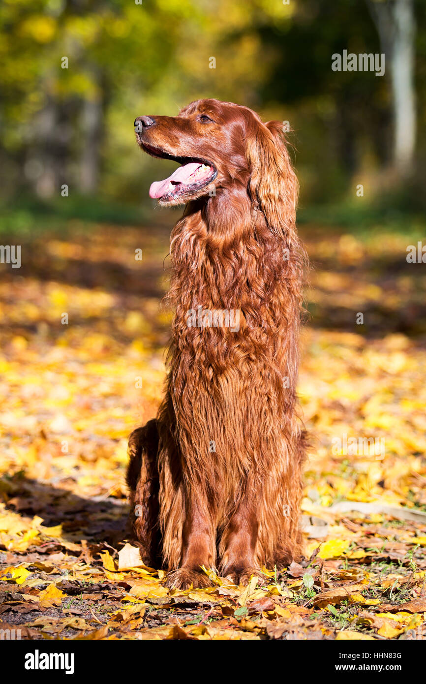 leaf, tree, park, animal, pet, dog, irish, setter, meadow, grass, lawn ...