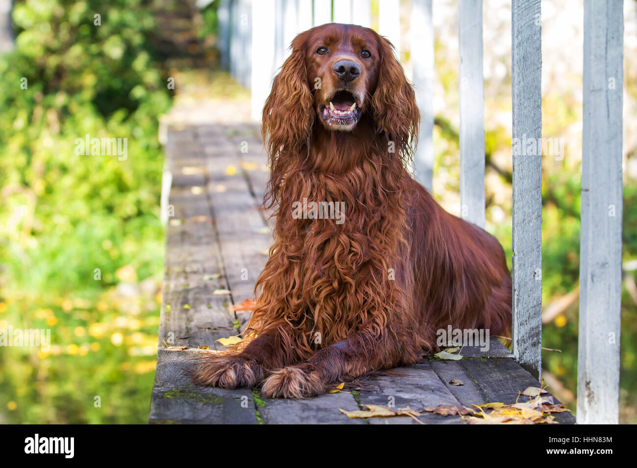 leaf, tree, animal, pet, wood, bridge, dog, irish, setter, meadow ...