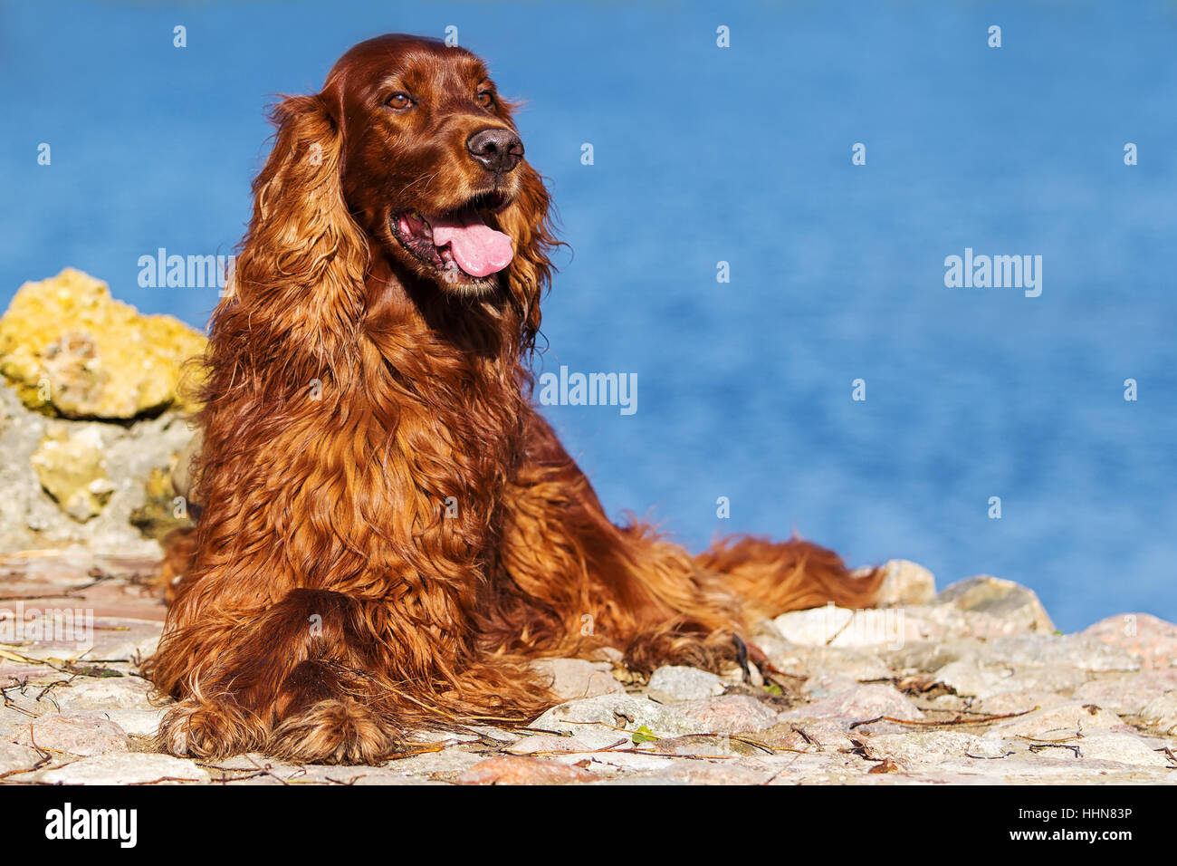 animal,pet,dog,irish,fresh water,lake,inland water,water,setter,red ...