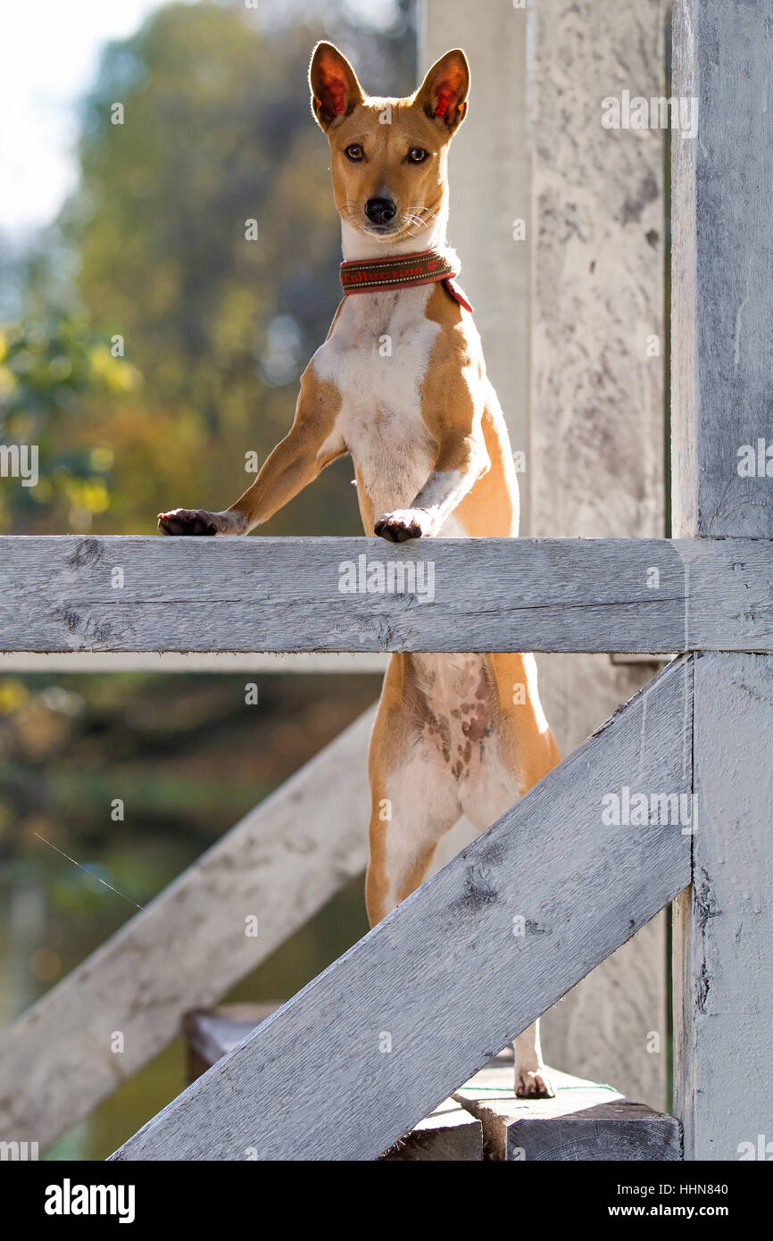 Pet pavilion hi-res stock photography and images - Alamy