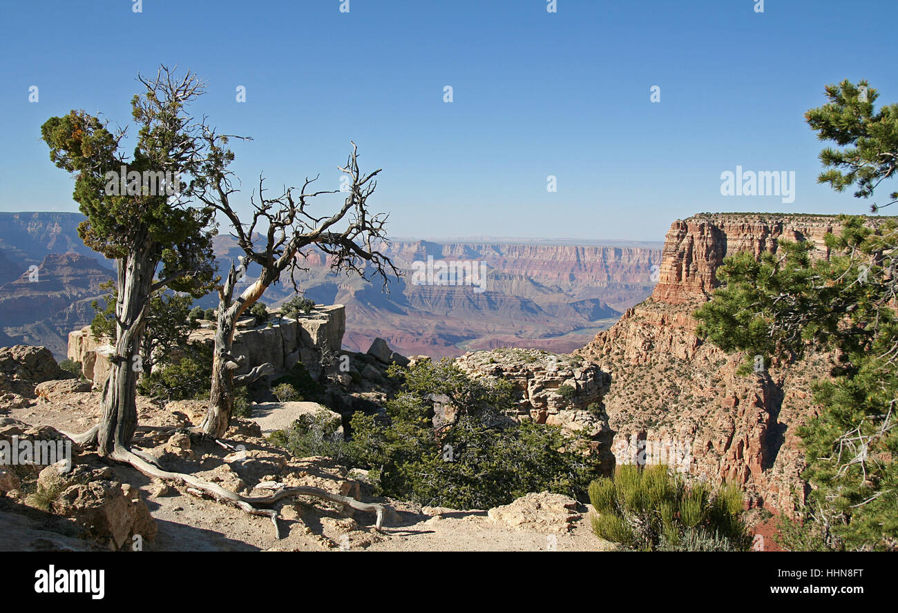 Root tree grand canyon hi-res stock photography and images - Alamy