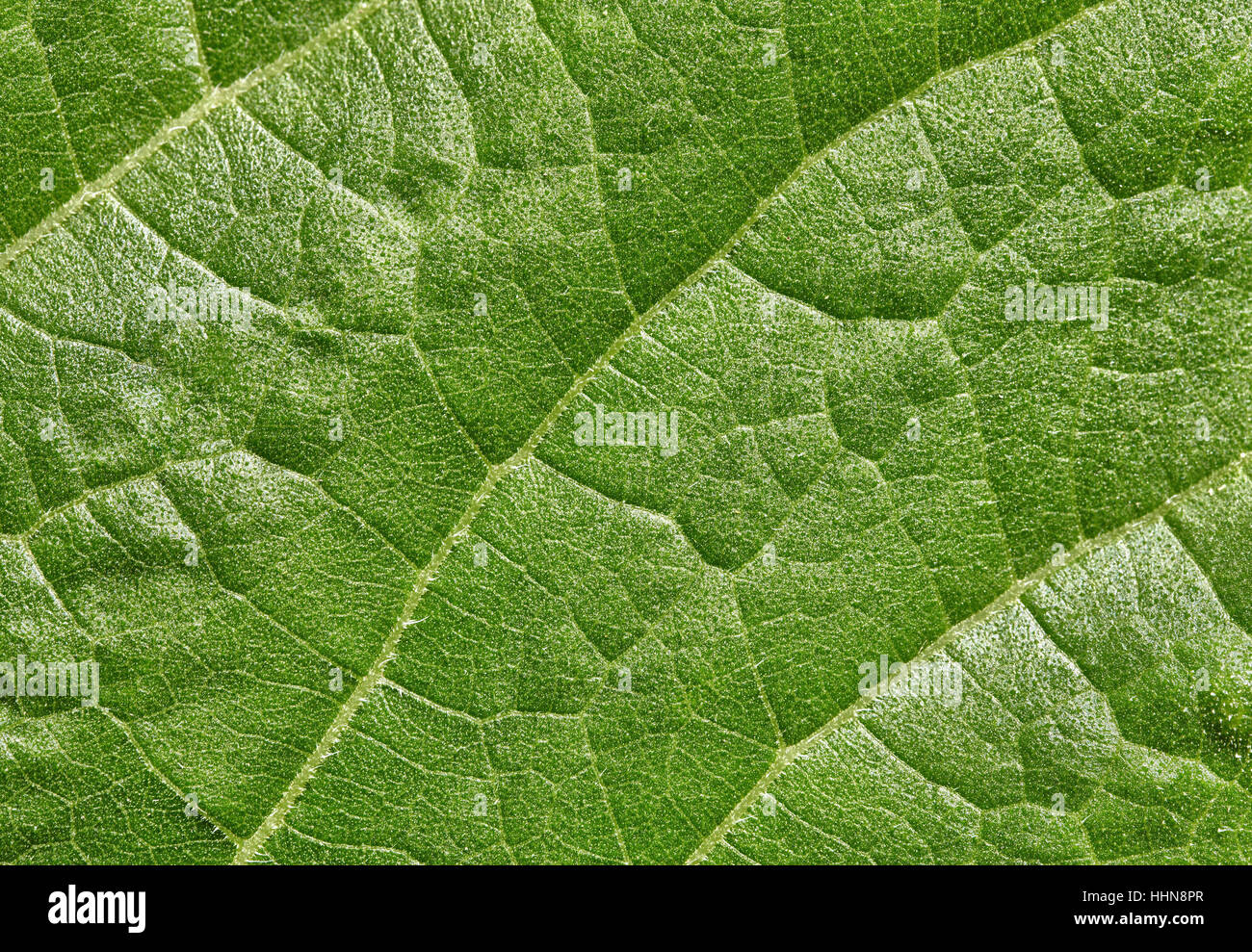 object, surface, textured, backdrop, background, leaf, macro, close-up ...
