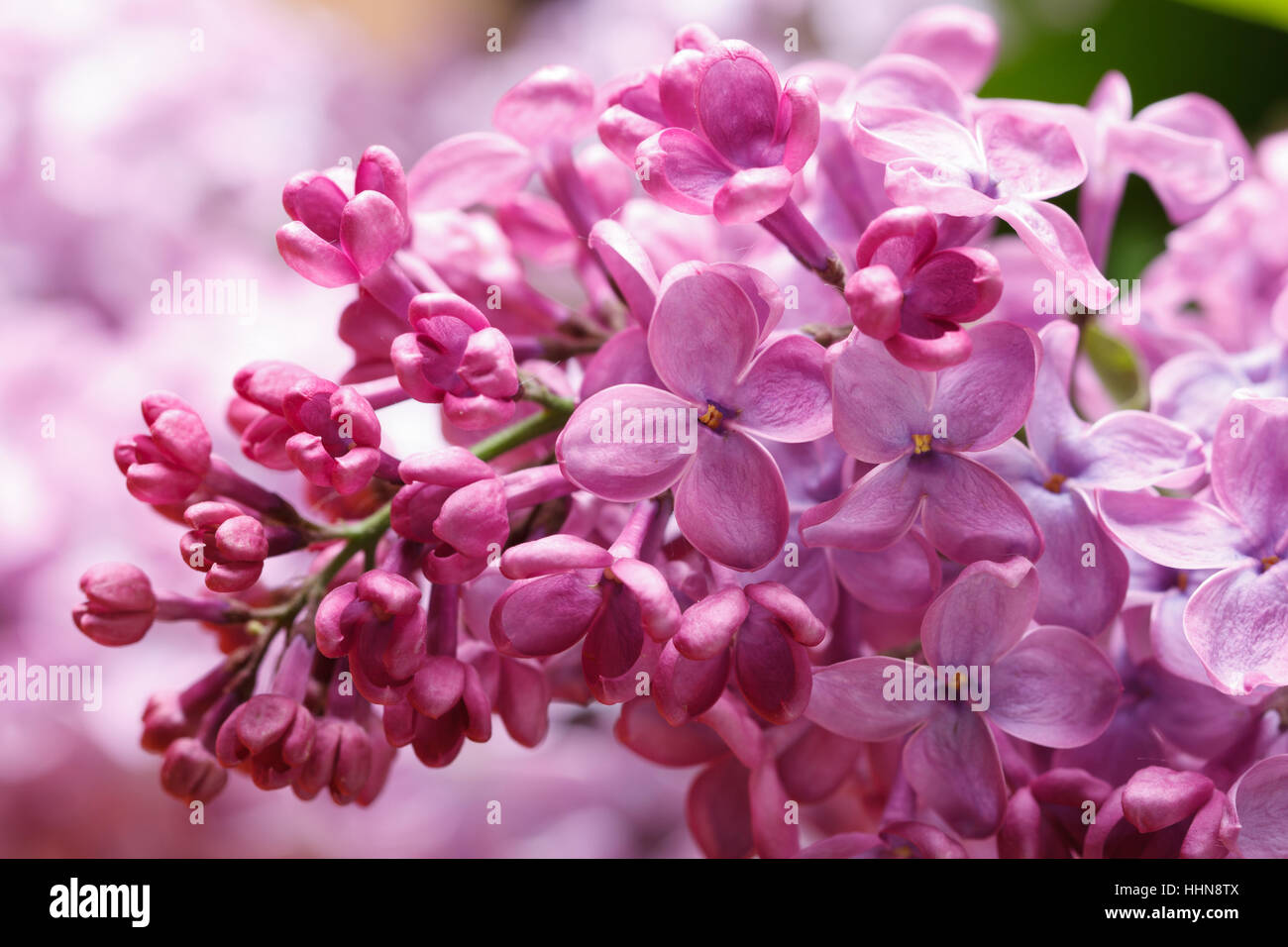 Sprig of flowering lilac pink flowers and buds close up horizontal ...
