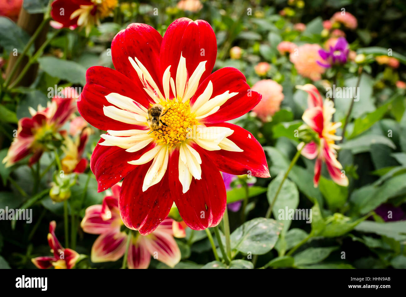 Kayleigh hi-res stock photography and images - Alamy