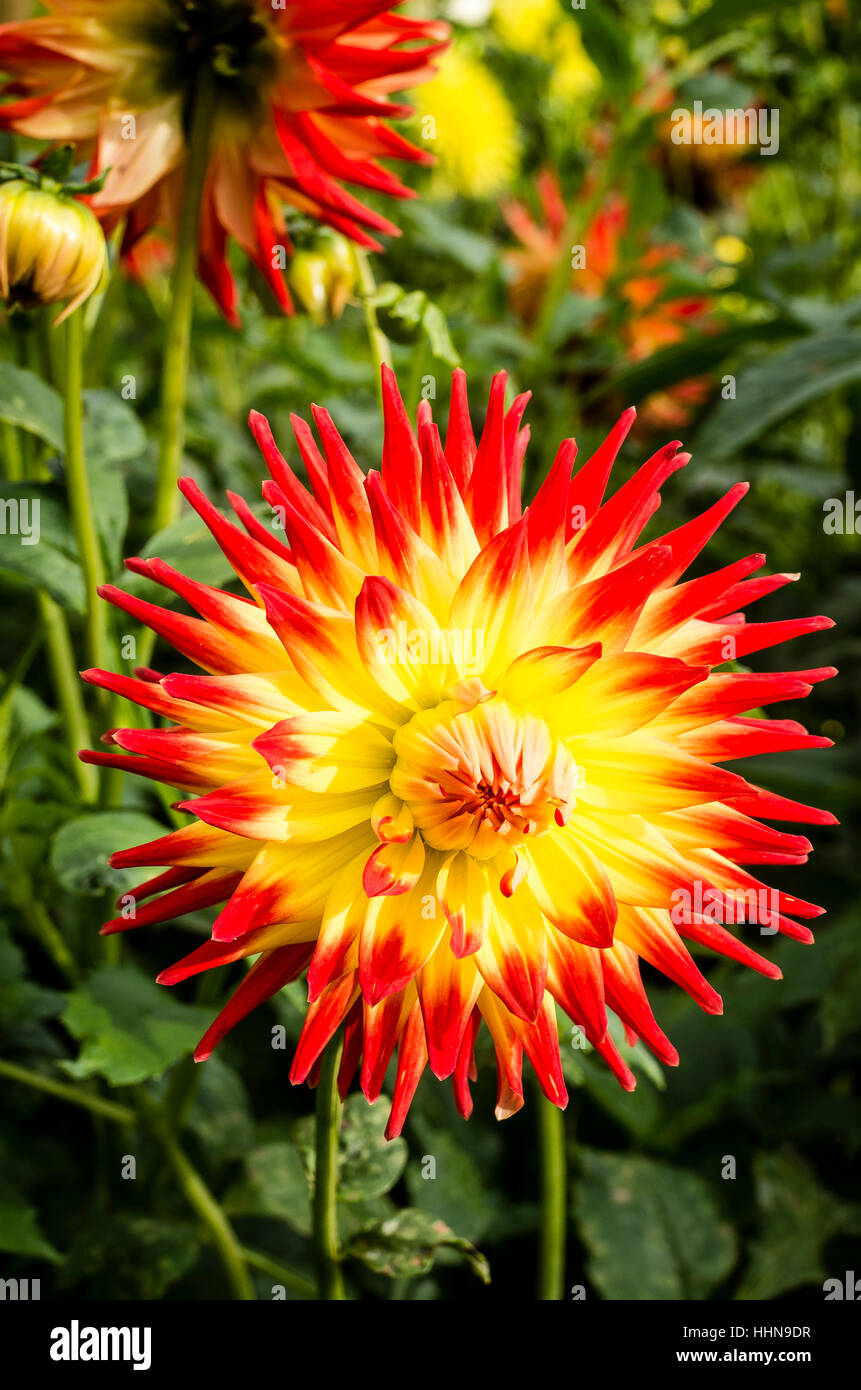 Kenora Sunset High Resolution Stock Photography and Images - Alamy