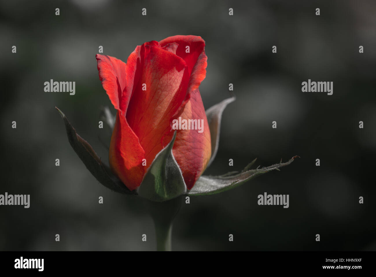 One red-orange rose on dark background Stock Photo - Alamy