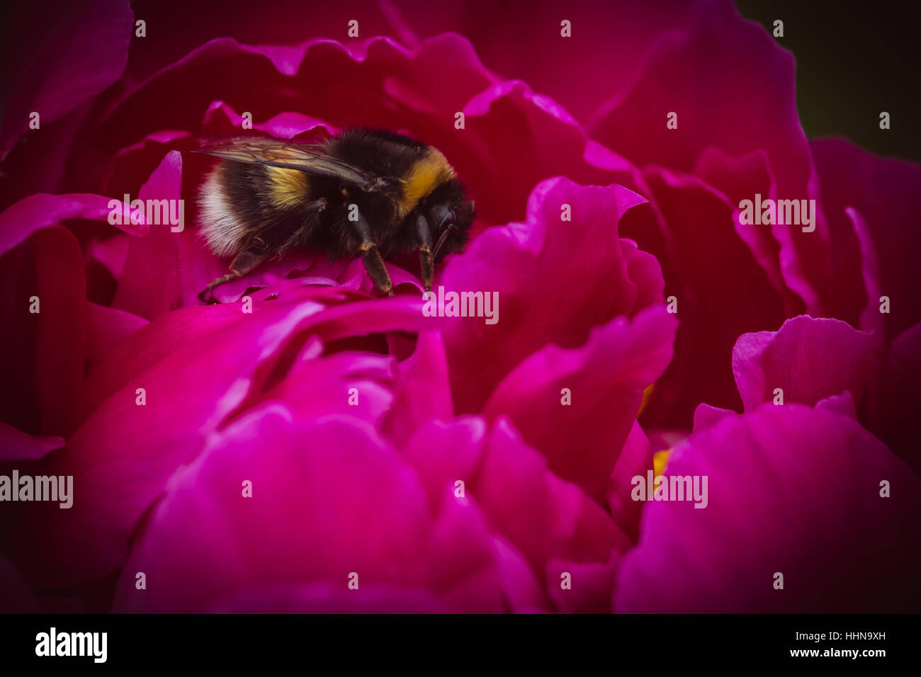 One ordinary bumblebee in pink peonies on background Stock Photo - Alamy