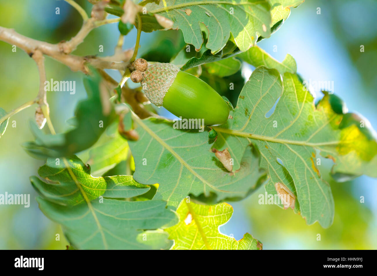 botany, nut, acorn, forest, leaves, foliage, plant, nature, fall ...