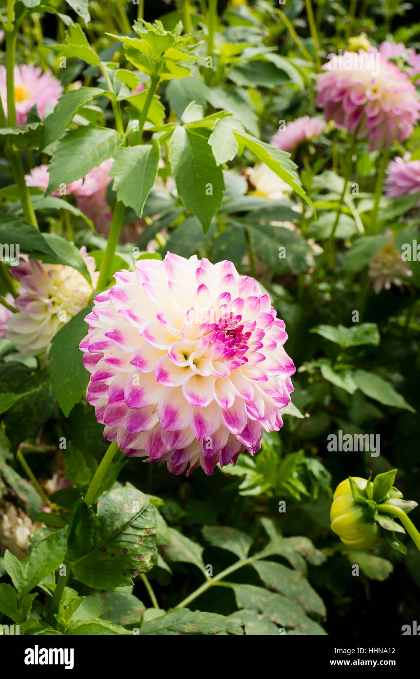 September plant hi-res stock photography and images - Alamy