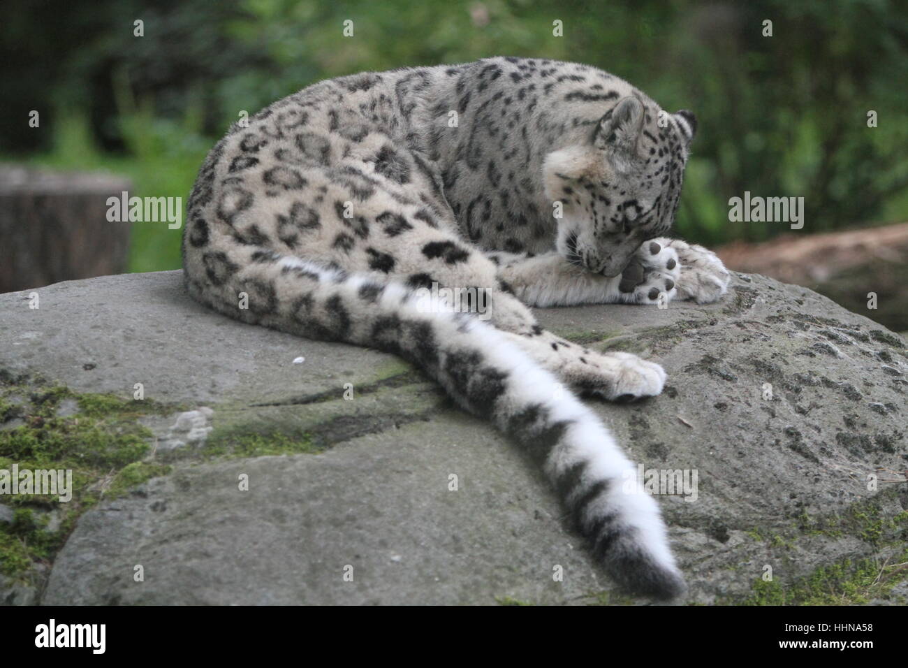 animal, wild, big cat, feline predator, predator, cat, leopard ...