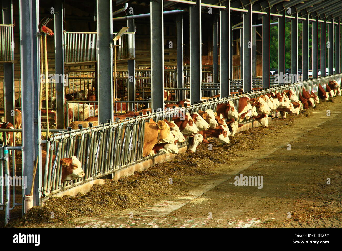 dairy cattle, soilage, cowshed, beef, agriculture, farming ...