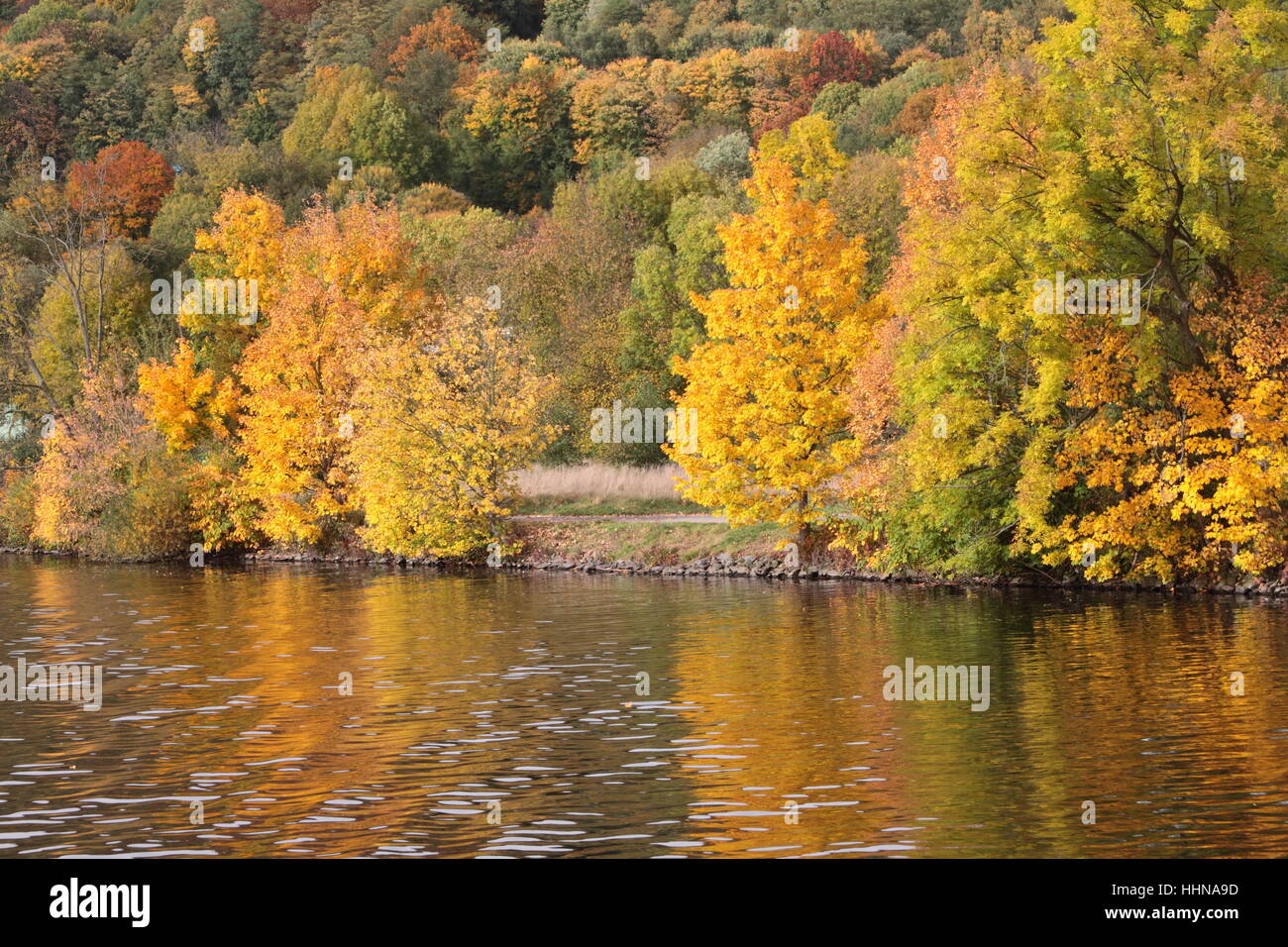 tree, trees, waters, mirroring, golden, salt water, sea, ocean, water ...