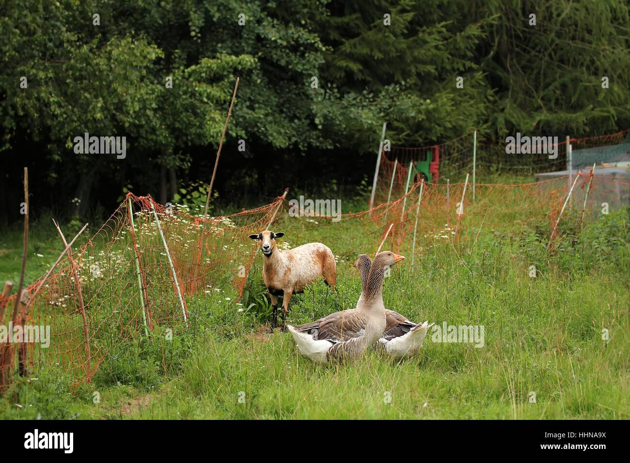sheep with geese Stock Photo - Alamy