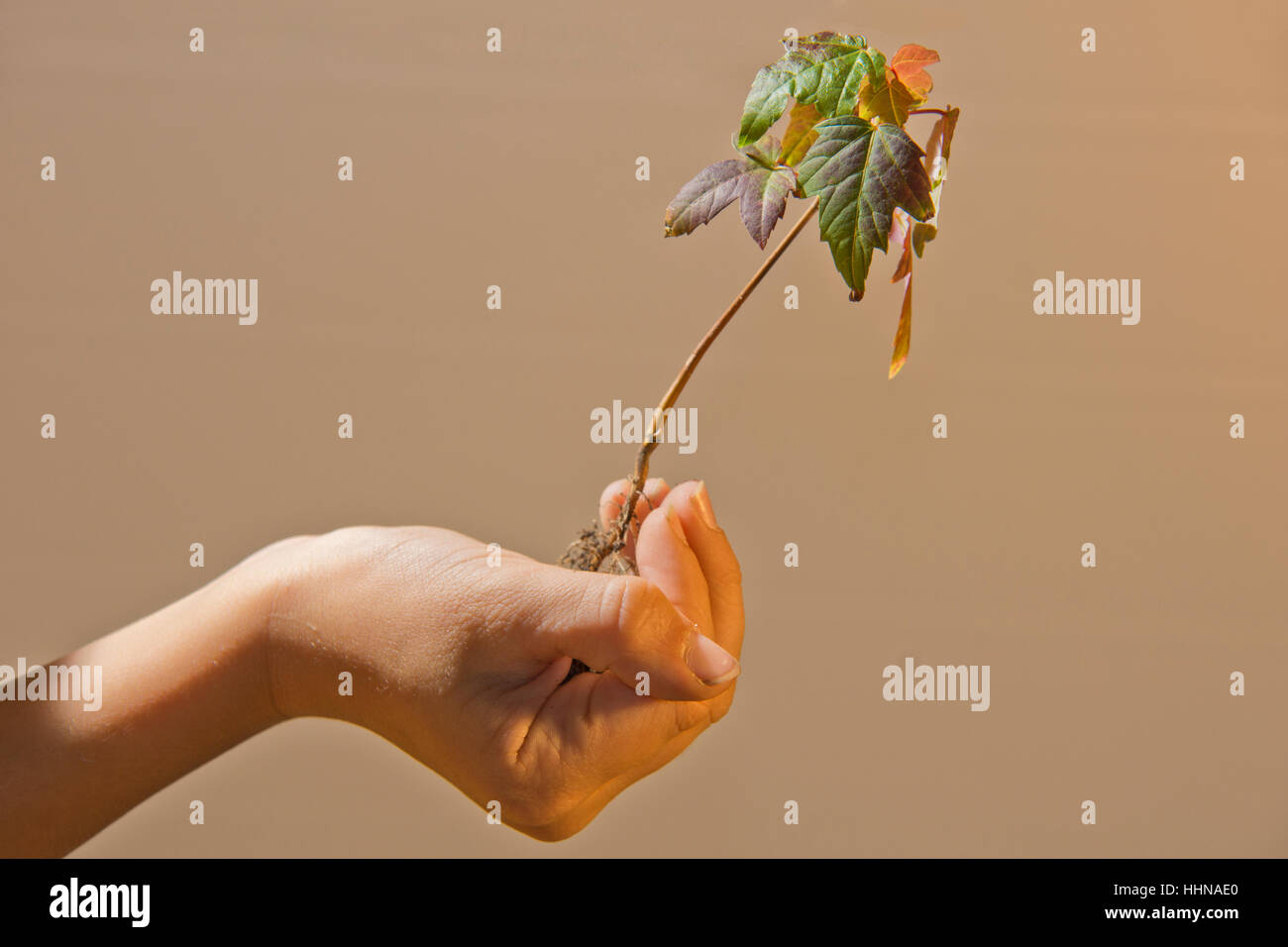 finger, tree, child hand, seedling, child, sapling, plant, finger, tree ...