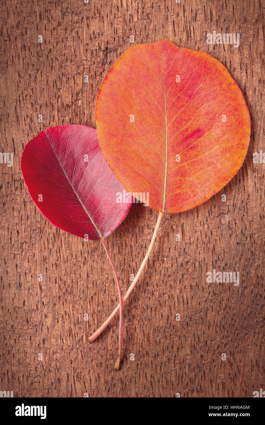 leaf, art, model, design, project, concept, plan, draft, photo, picture ...