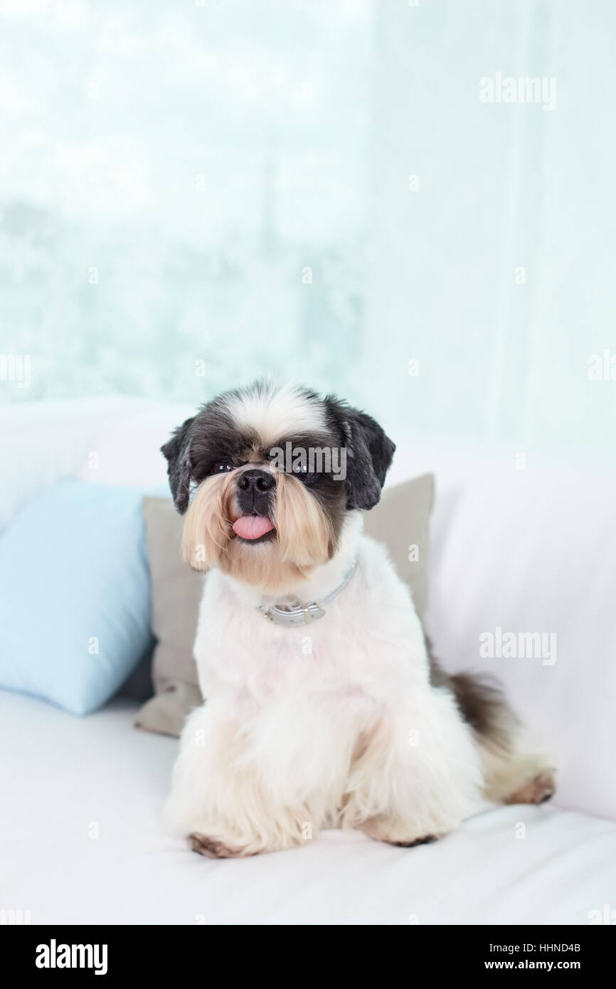 inside, animal, pet, mammal, fur, look, glancing, see, view, looking ...