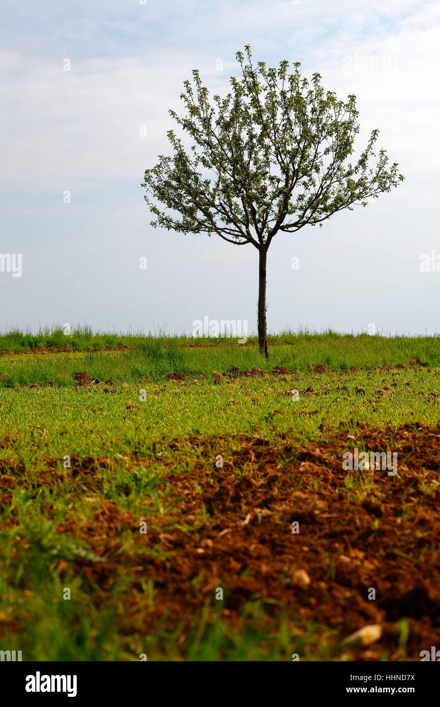 single, tree, horizon, flower, plant, bloom, blossom, flourish ...