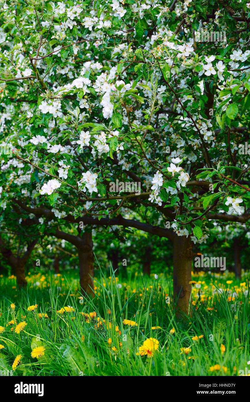 tree, flower, plant, bloom, blossom, flourish, flourishing, agriculture ...